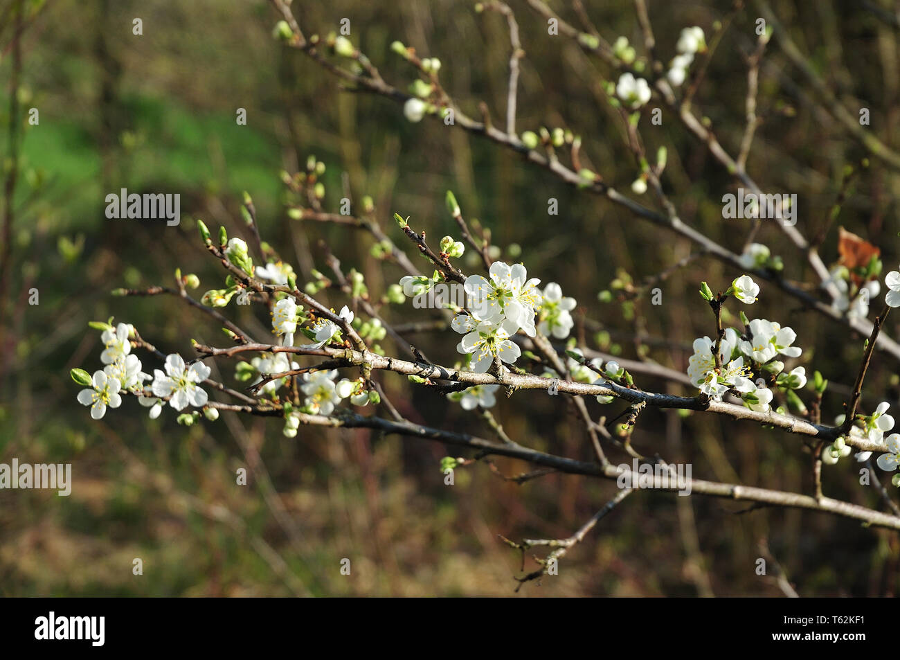 twigs of a zwetschge tree with white blossoms in an orchard Stock Photo ...