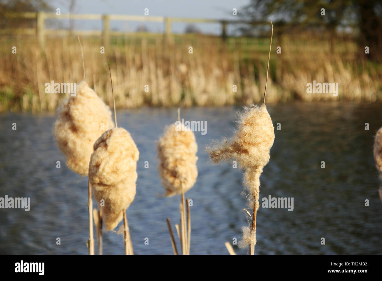 Fluffy Bulrushes seen in front of lake Stock Photo - Alamy