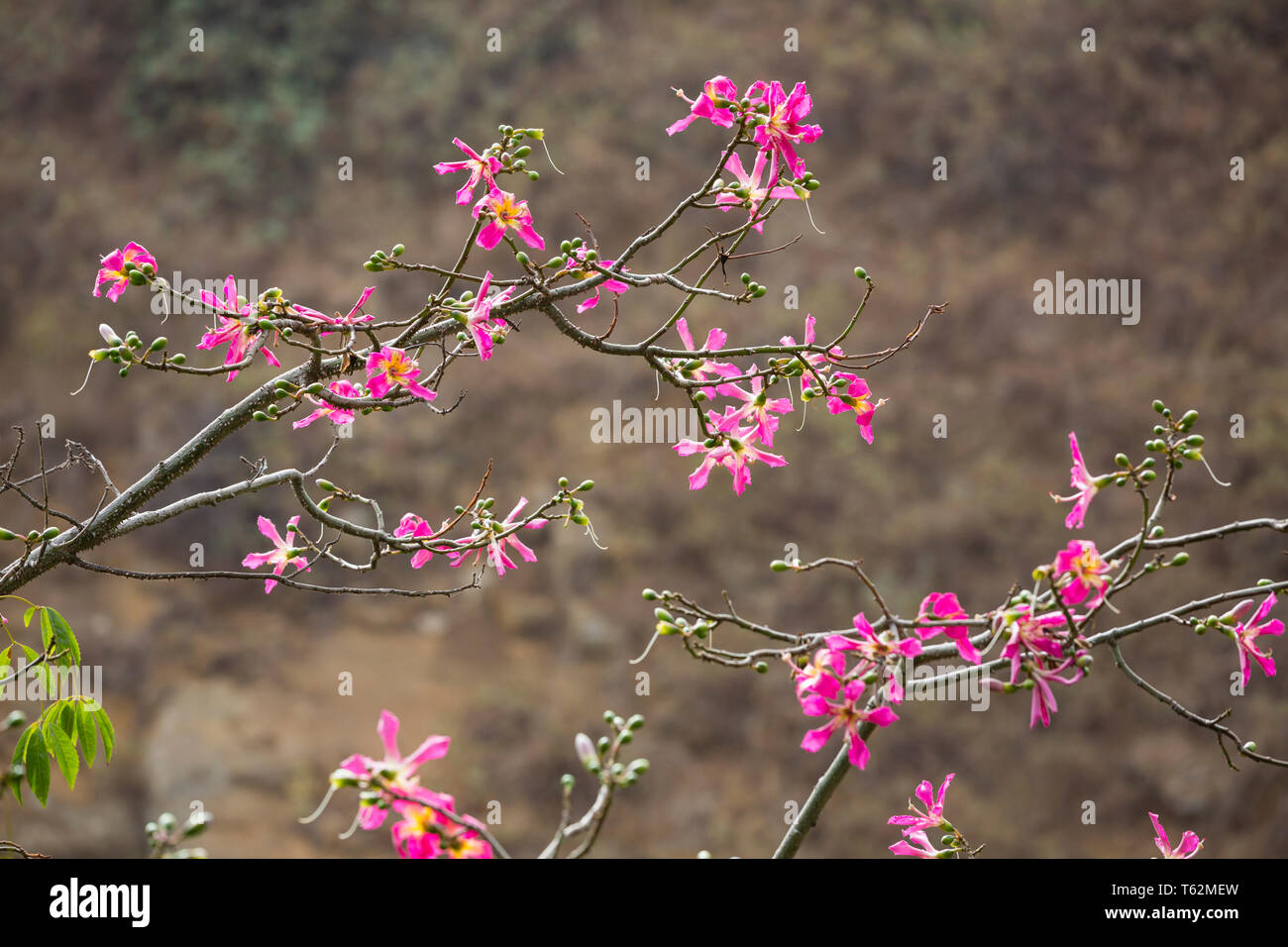 Canyon flowers hi-res stock photography and images - Alamy