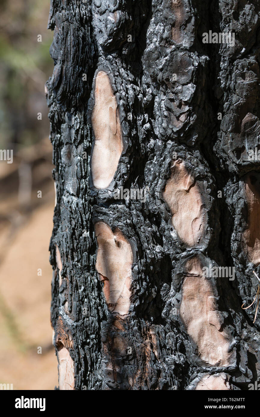 Burnt tree bark hi-res stock photography and images - Alamy