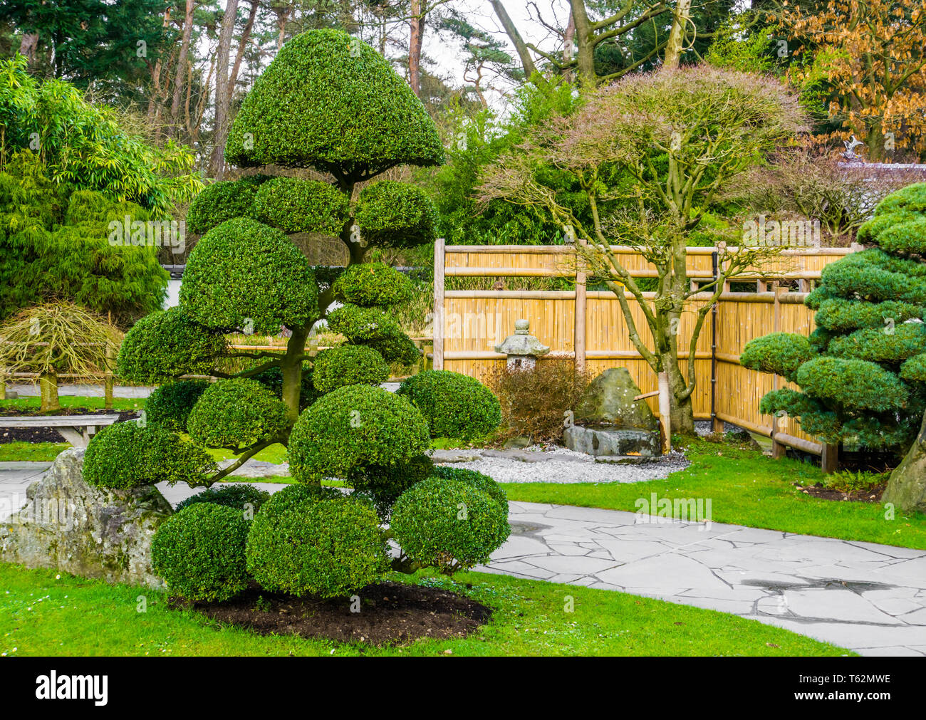 Beautiful pruned tree in a japanese garden, topiary art forms ...