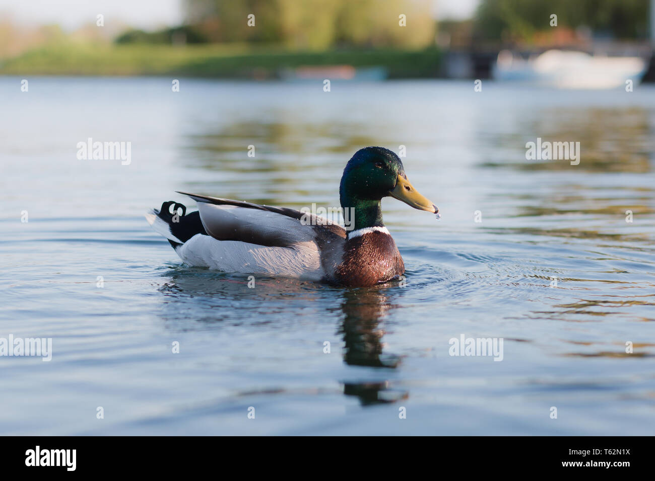 Copenhagen background hi-res stock photography and images - Alamy