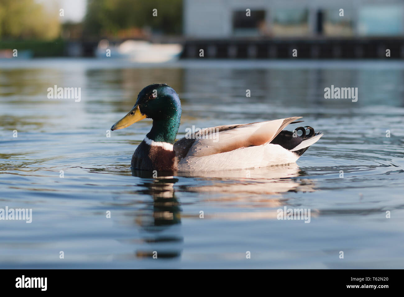Duck swims to left in water Copenhagen Stock Photo - Alamy