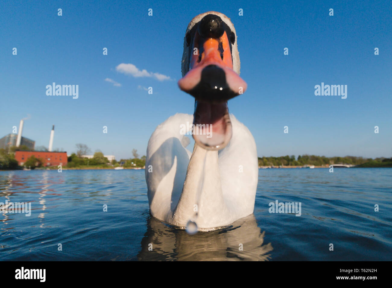 Swan attacking a camera, tries to bite blue water and sky Stock Photo ...
