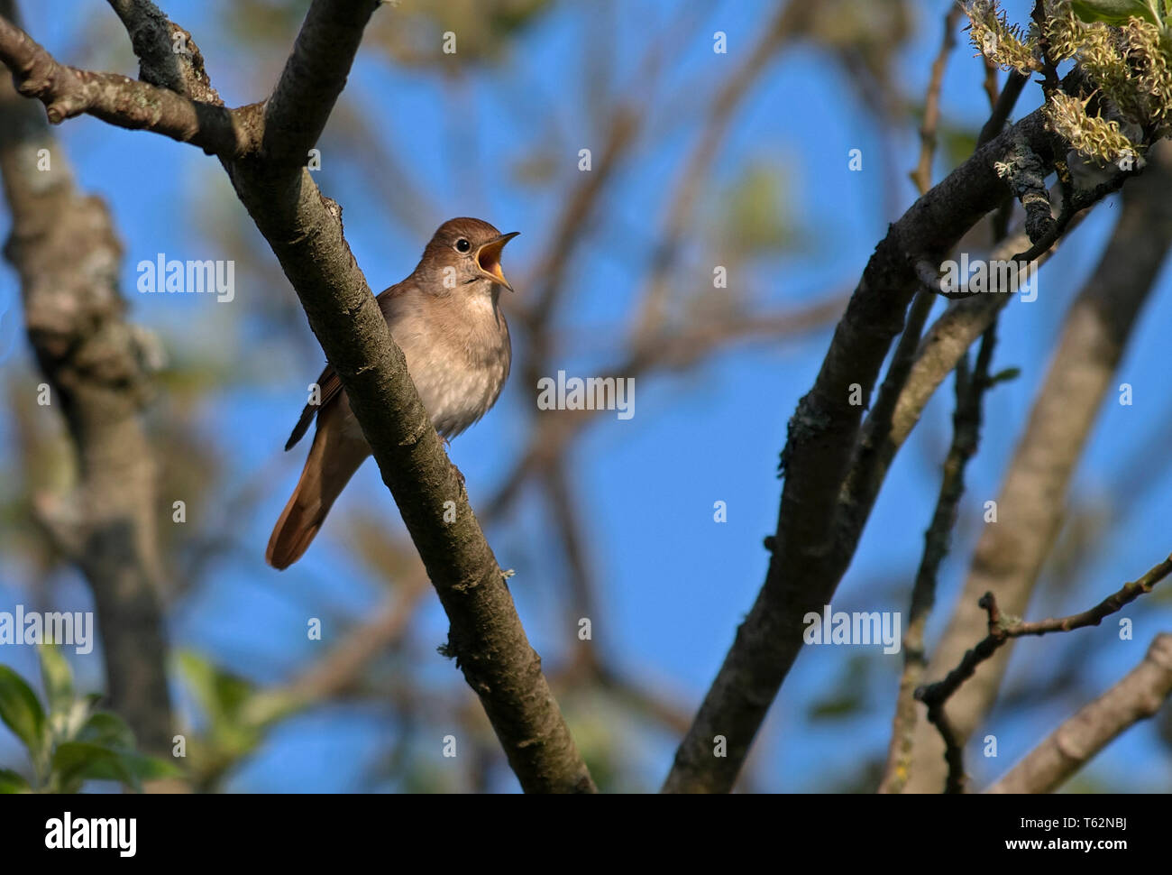 Nightingale singing song bird hi-res stock photography and images - Alamy
