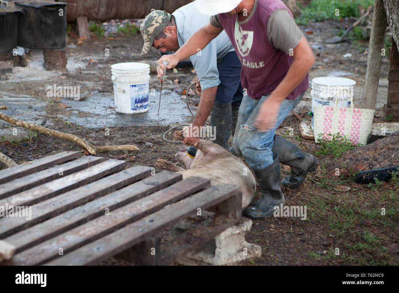 Carrying a pig hi-res stock photography and images - Alamy