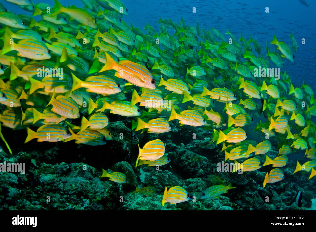 Bluestripe snapper. Underwater Photography in Maldives Stock Photo - Alamy