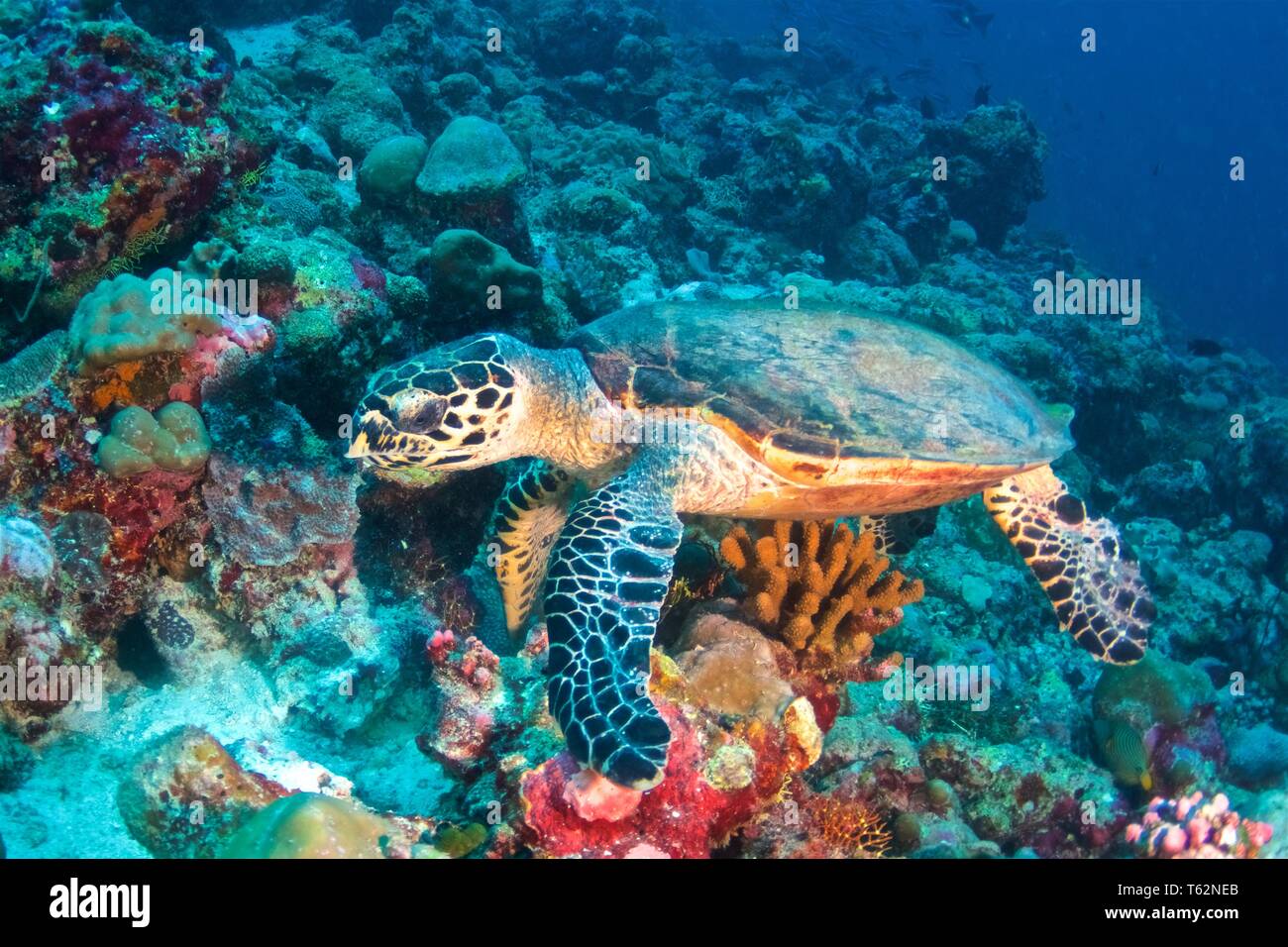 The hawksbill sea turtle (Eretmochelys imbricata) is a Critically ...