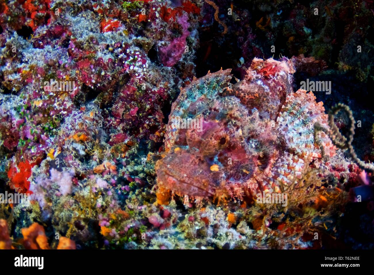 Stone Fish - an expert in camouflage. Underwater Photography in ...