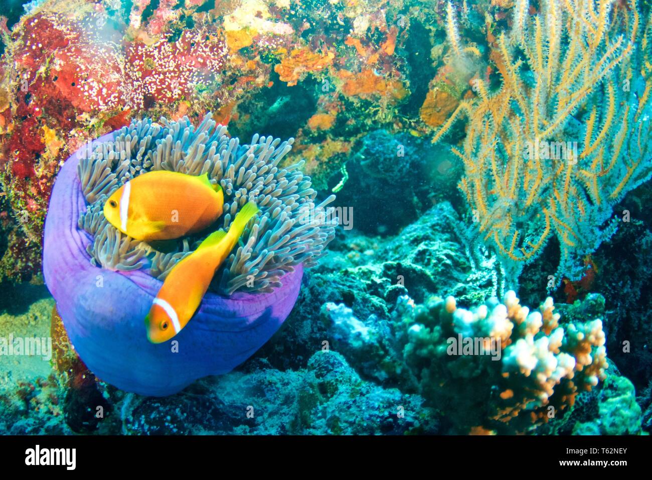 Magnificent sea anemone, Heteractis magnifica with Maldives anemonefish ...