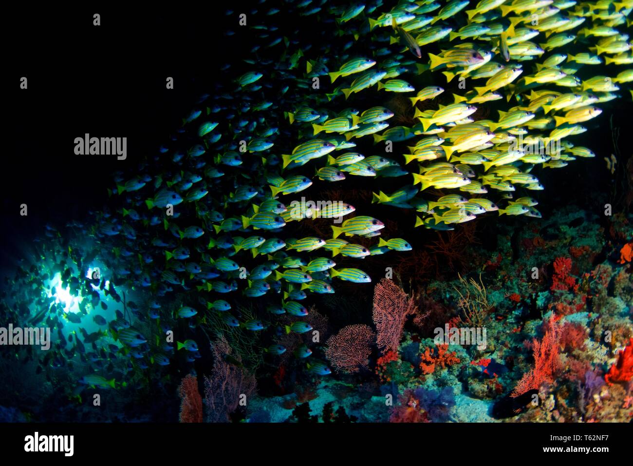 Bluestripe snapper. Underwater Photography in Maldives Stock Photo - Alamy
