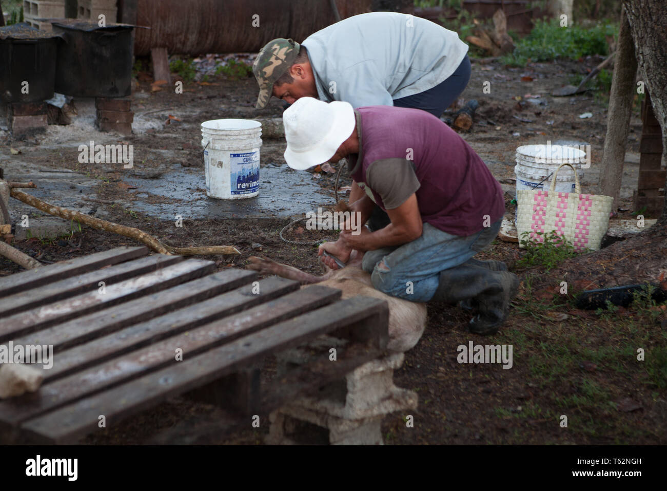Slaughter a pig hi-res stock photography and images - Alamy