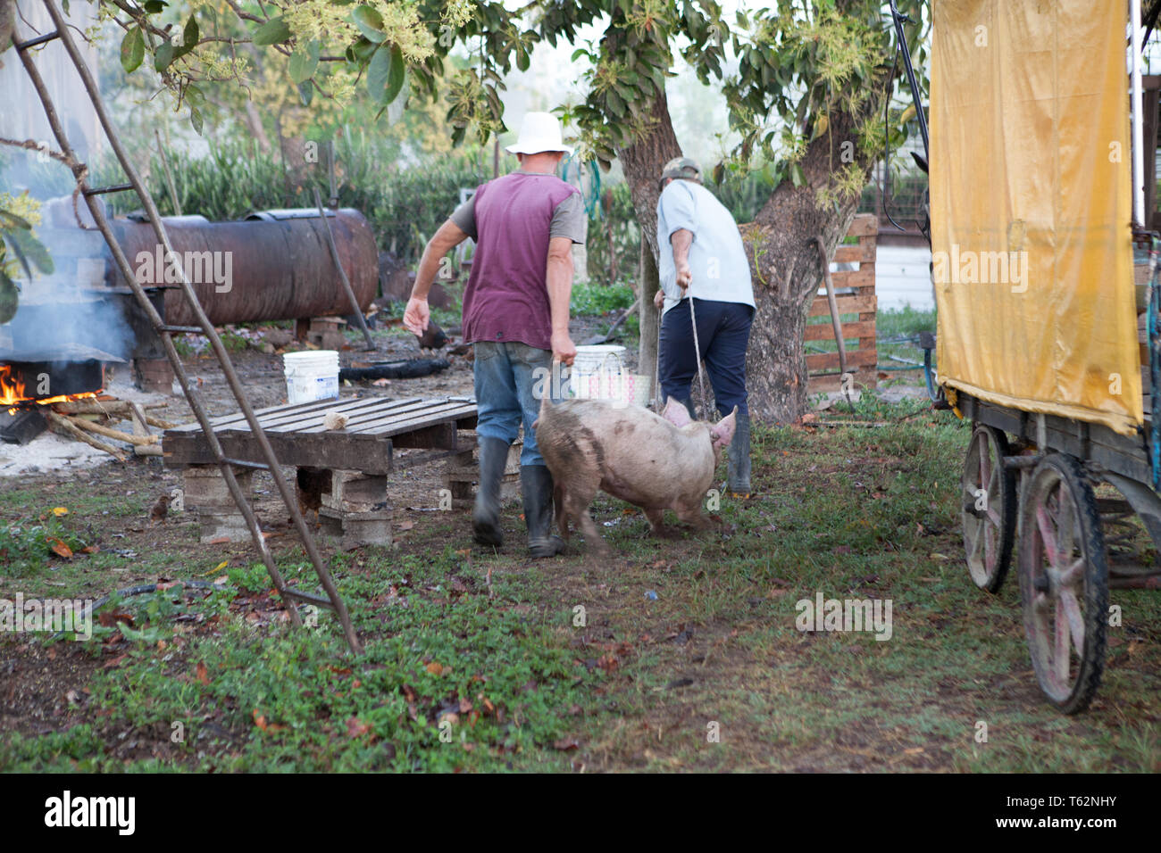 Carrying a pig hi-res stock photography and images - Alamy
