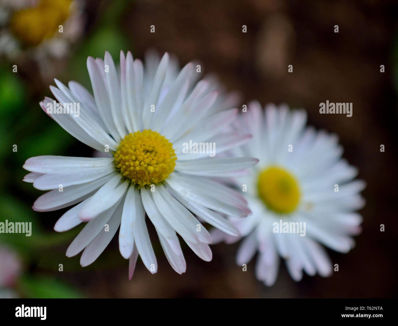 White gerbera daisy flower in the garden Stock Photo - Alamy