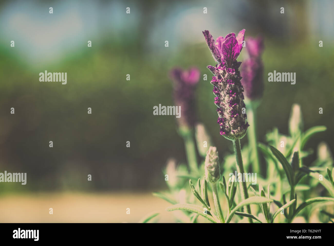 Wild lavender hi-res stock photography and images - Alamy