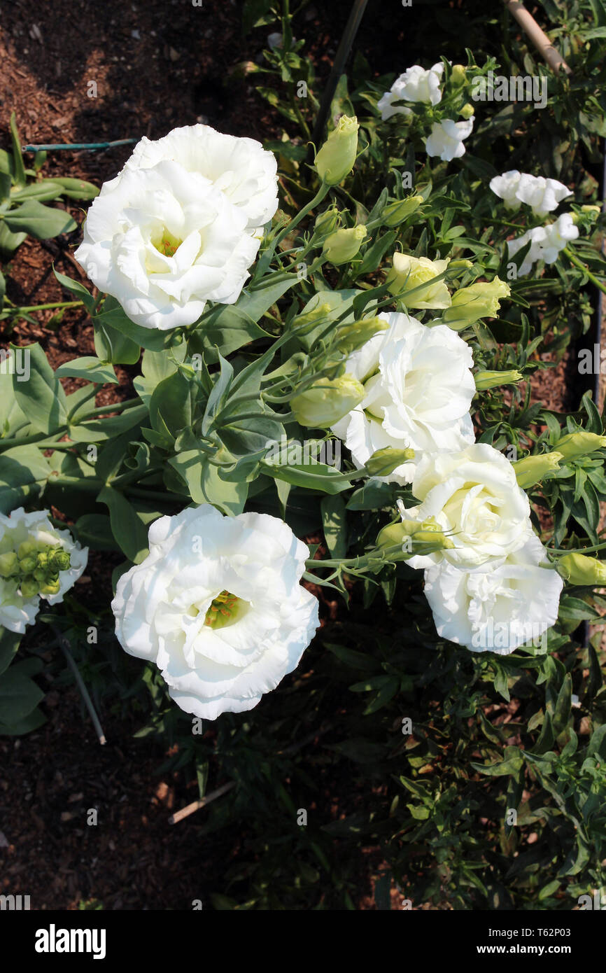 White lisianthus flowers hi-res stock photography and images - Alamy