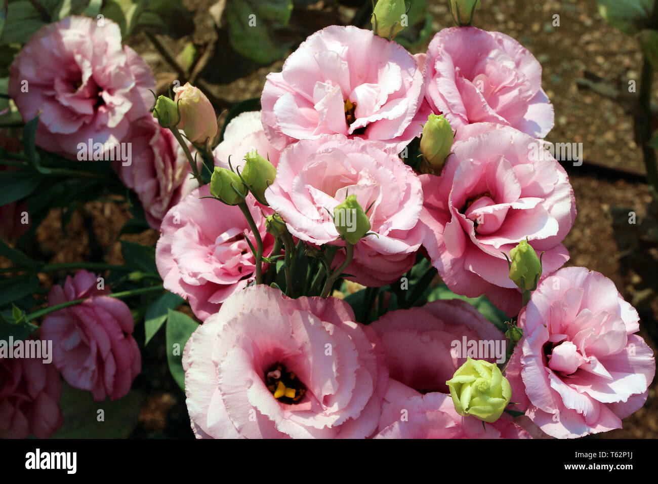 Close up of pink Lisianthus flowers in varying stages of bloom Stock ...