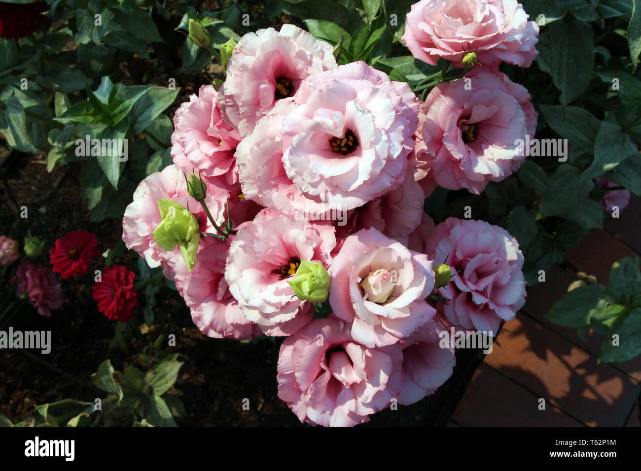 Close up of pink Lisianthus flowers in varying stages of bloom Stock ...