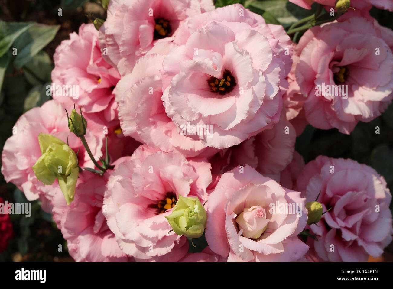 Close up of pink Lisianthus flowers in varying stages of bloom Stock ...
