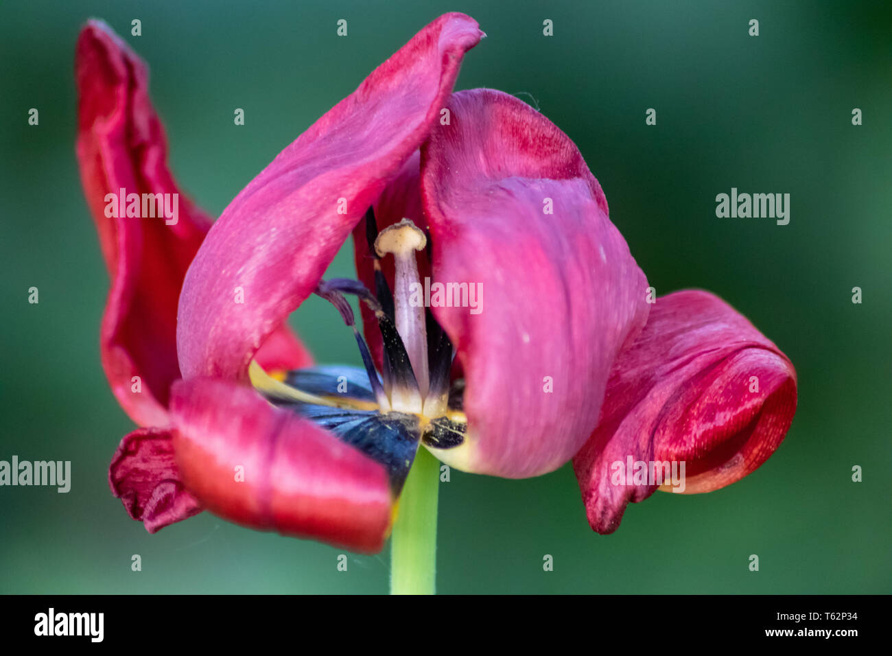 Death In Bloom High Resolution Stock Photography and Images - Alamy