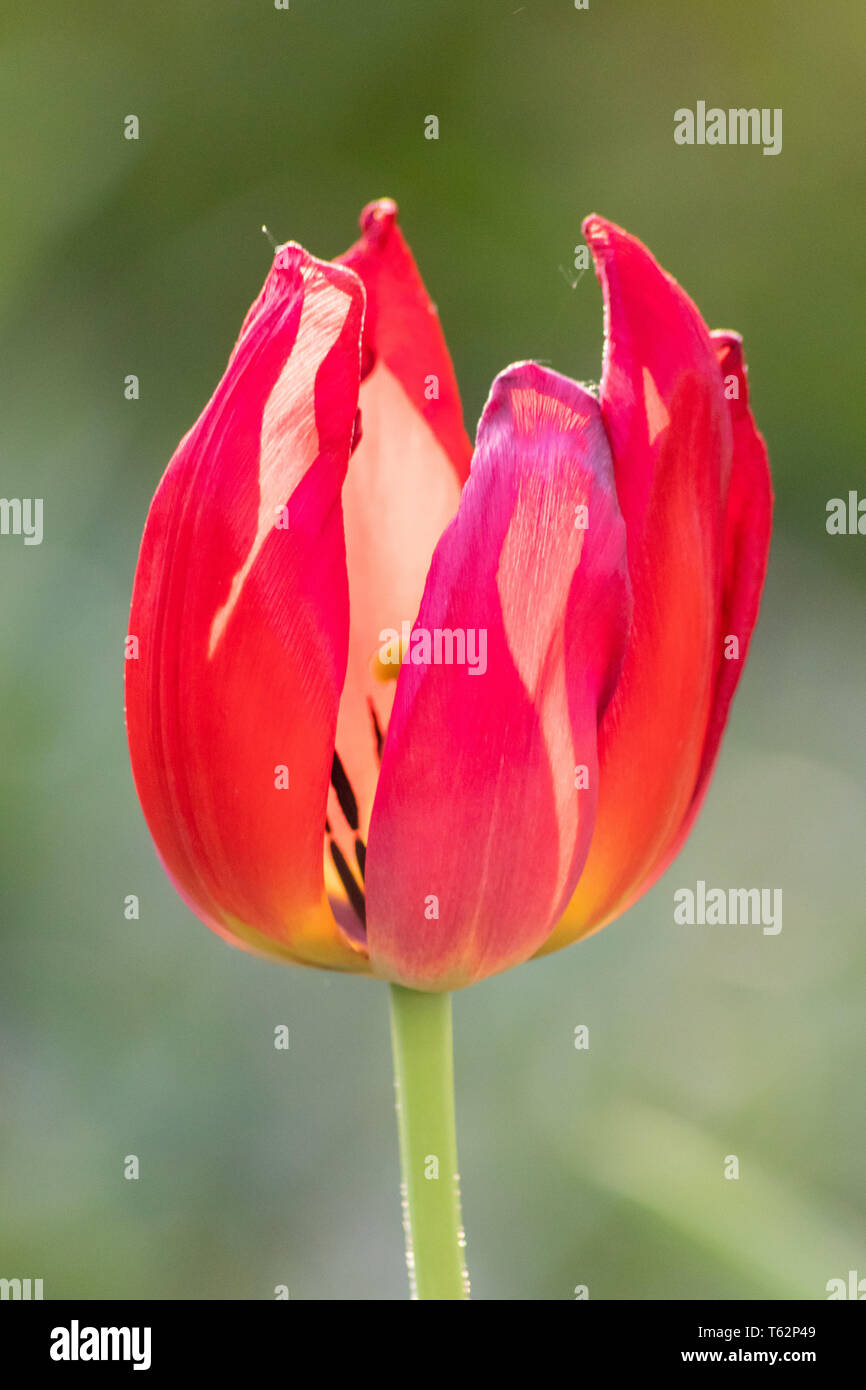 Tulip show being hi-res stock photography and images - Alamy