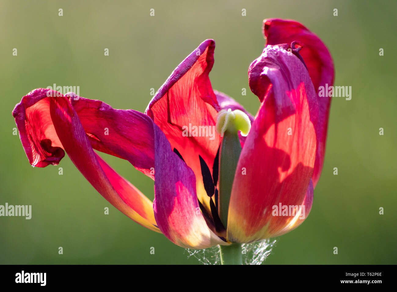 Death in bloom hi-res stock photography and images - Alamy