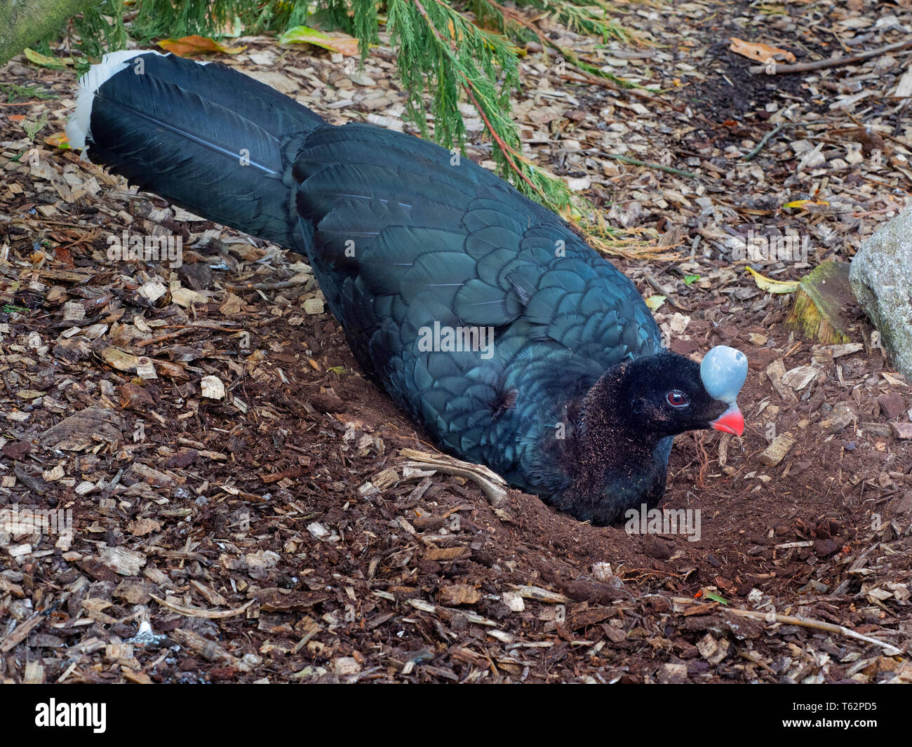 Helmeted curassow Pauxi pauxi or northern helmeted curassow Stock Photo ...
