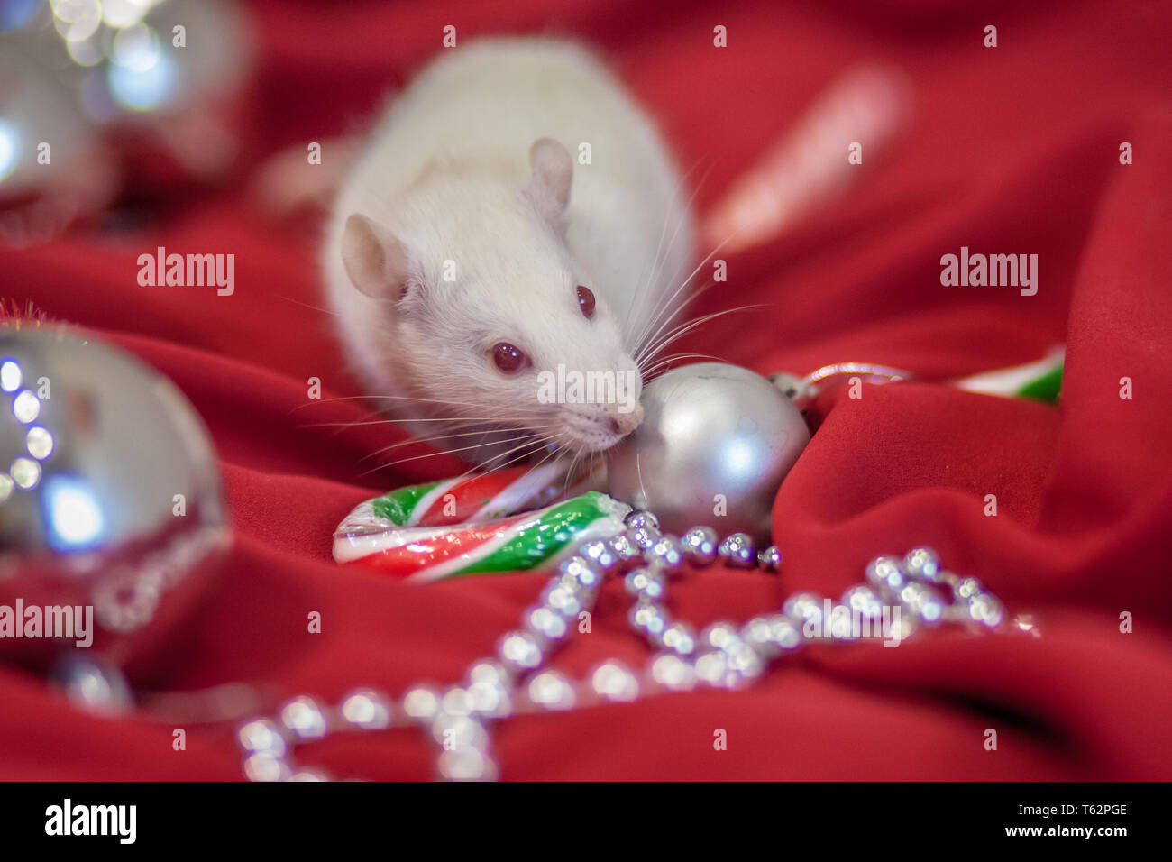 Christmas rat hi-res stock photography and images - Alamy