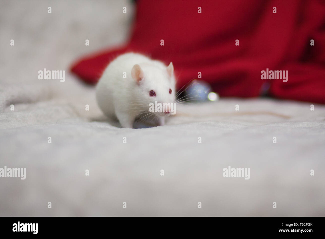 mouse concept, rat concept, white rat, beautiful, fluffy, animals ...