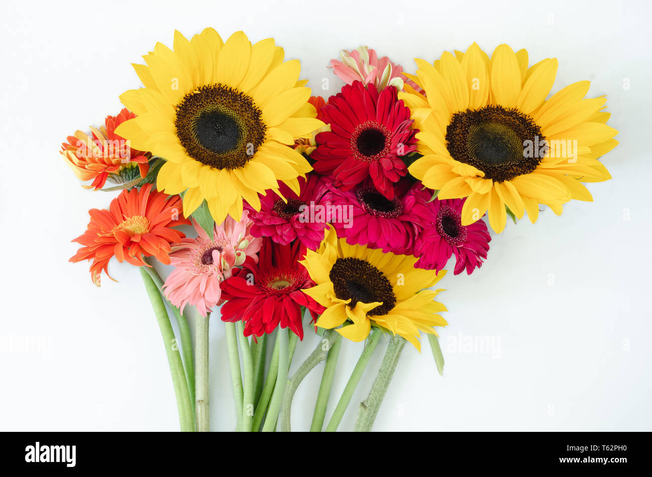 Variety of gerbera and sunflower flowers on white background Stock ...
