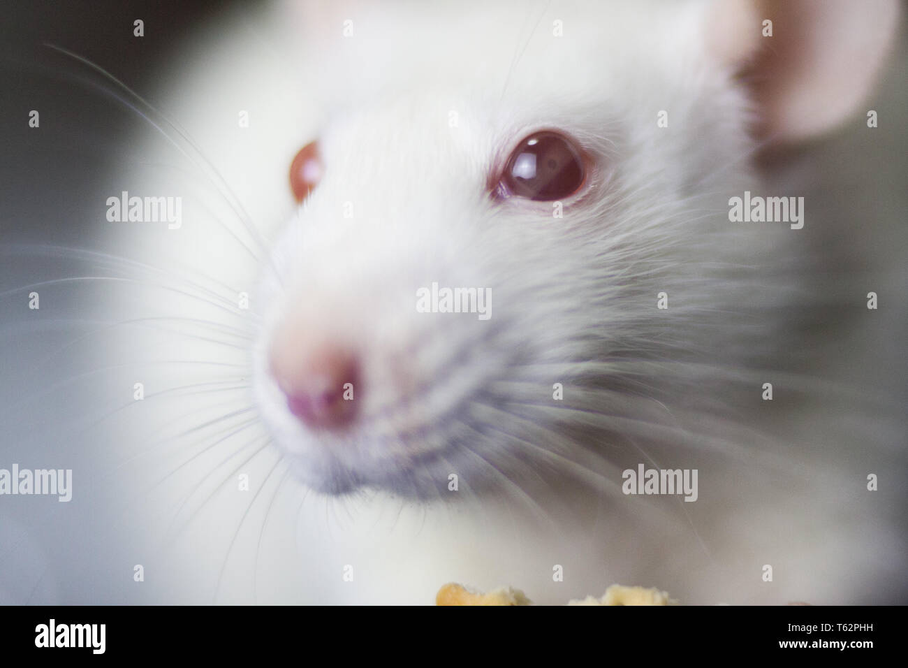 Fluffy animals hi-res stock photography and images - Alamy