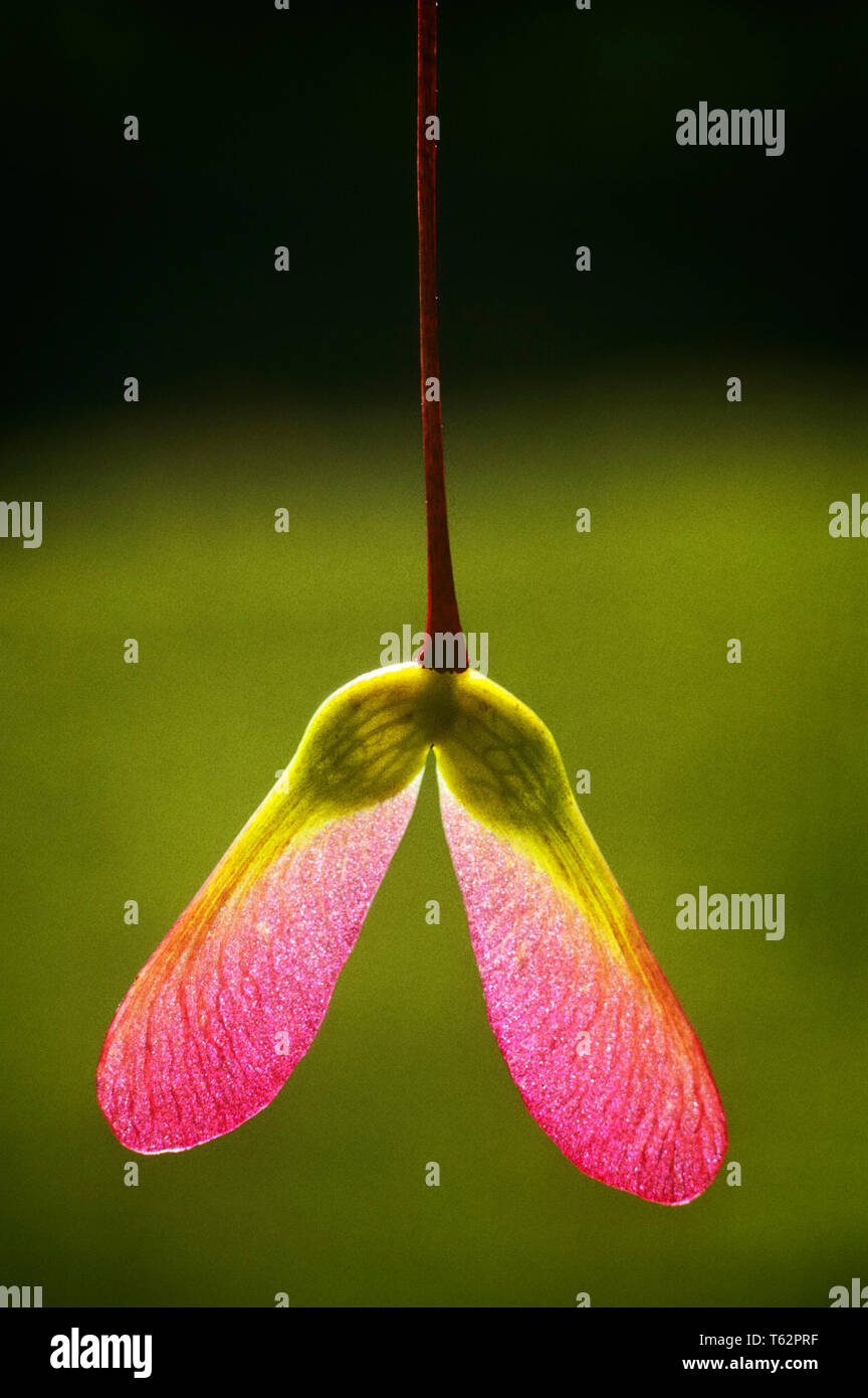 Twin seed hi-res stock photography and images - Alamy