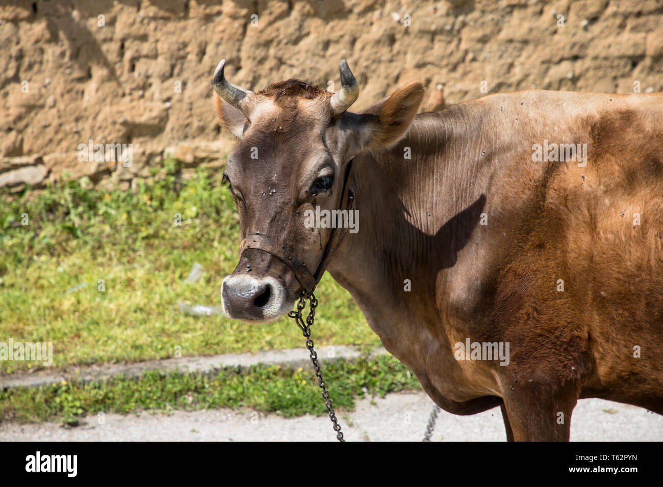 Cow tied hi-res stock photography and images - Alamy