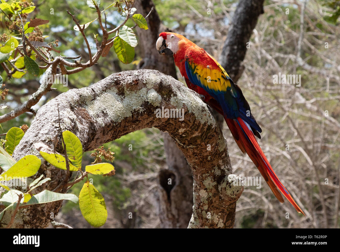 Birds of honduras hi-res stock photography and images - Alamy