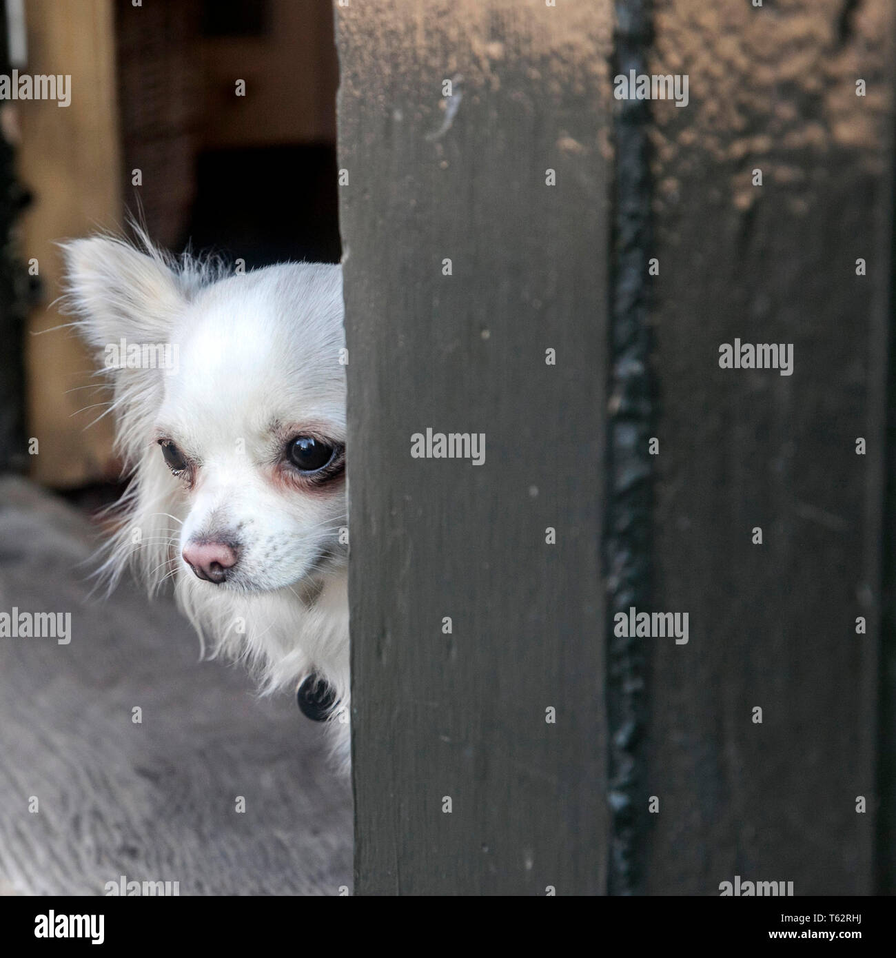Chihuahua door hi-res stock photography and images - Alamy