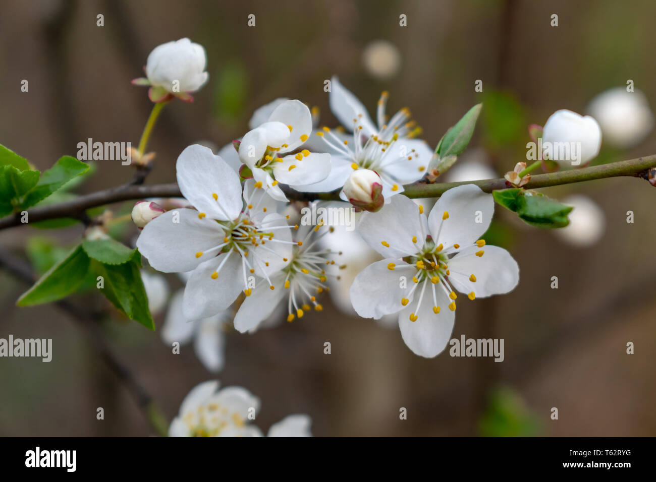 flowering flowering trees in spring white flowers grow in the forest ...