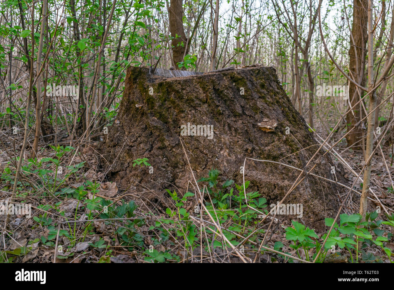 landscape forest path spring road in the forest in the evening Stock ...