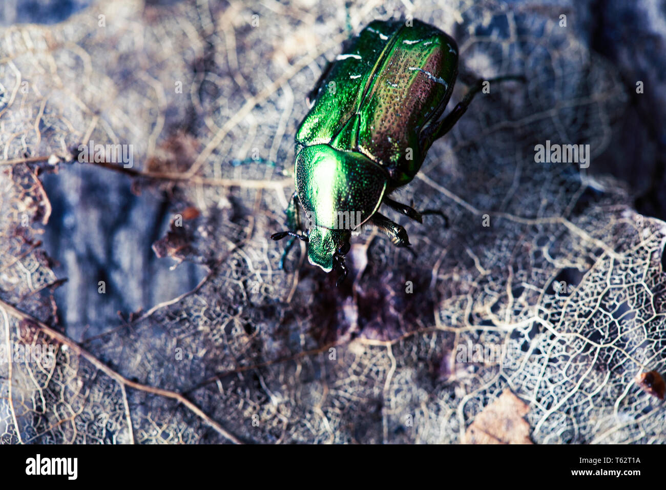 old leaf skeleton on dark wood with bug on it, nature texture close up ...
