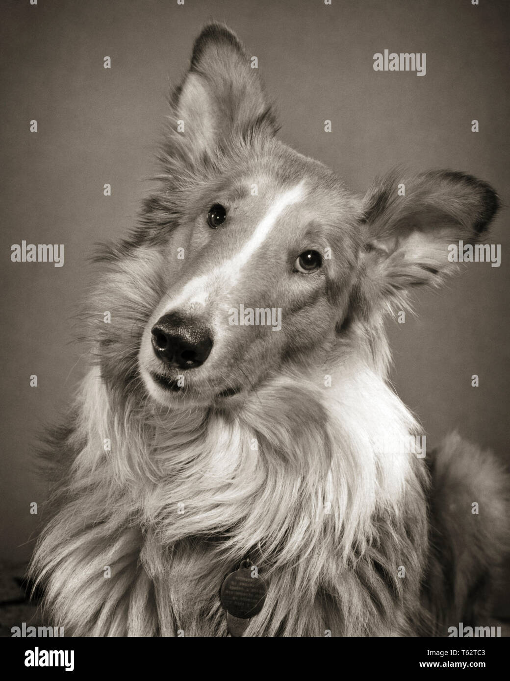 How To Dry A Rough Collie