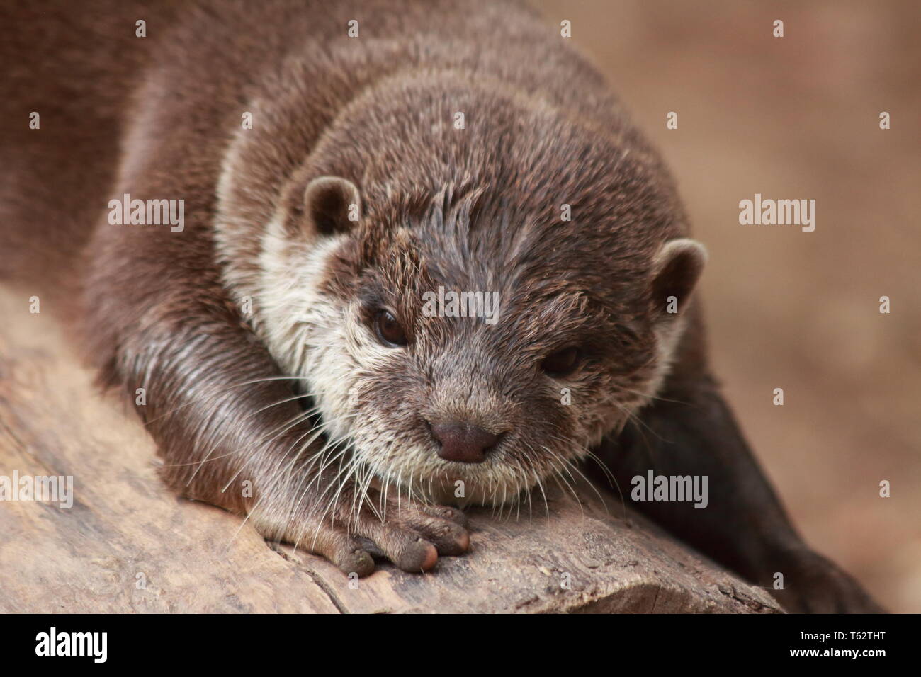 Otters bathing hi-res stock photography and images - Alamy