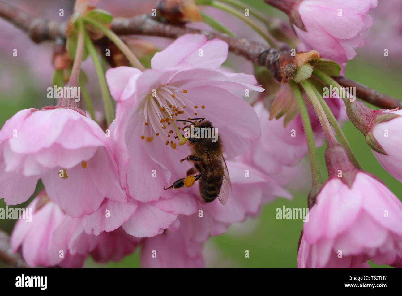 A Bee lands in a pink flower, pollenating and feeding before going on ...