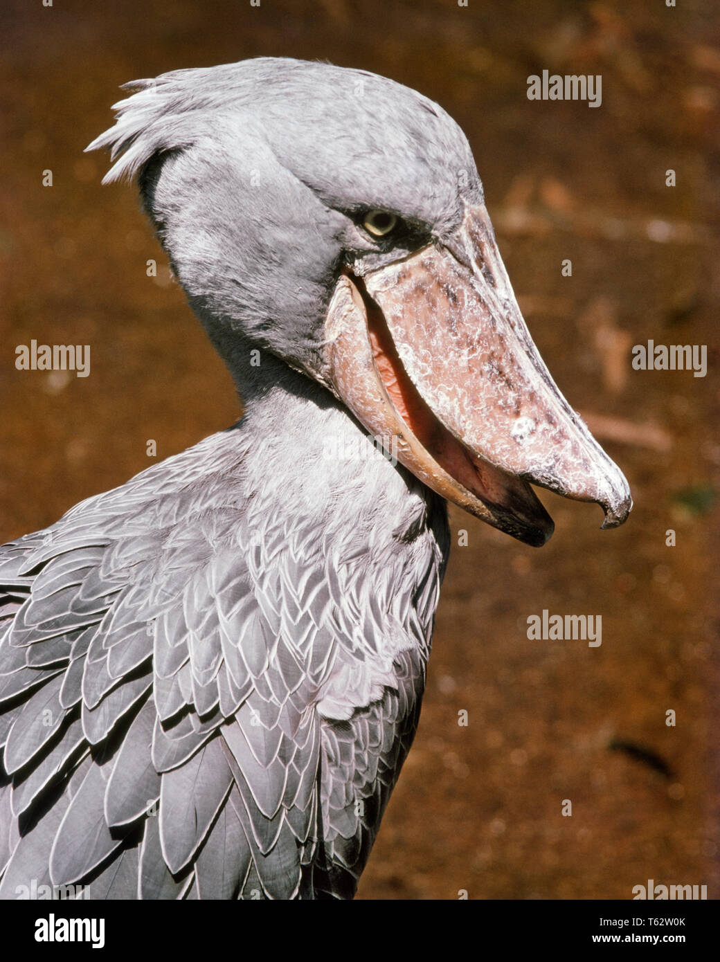 1960s PORTRAIT PROFILE OF SHOEBILL STORK Balaeniceps rex BIRD WITH ...