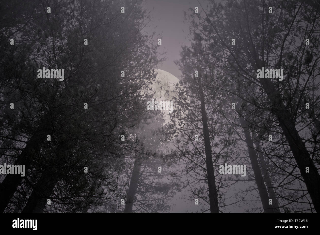 Full moon dusk pine hi-res stock photography and images - Alamy