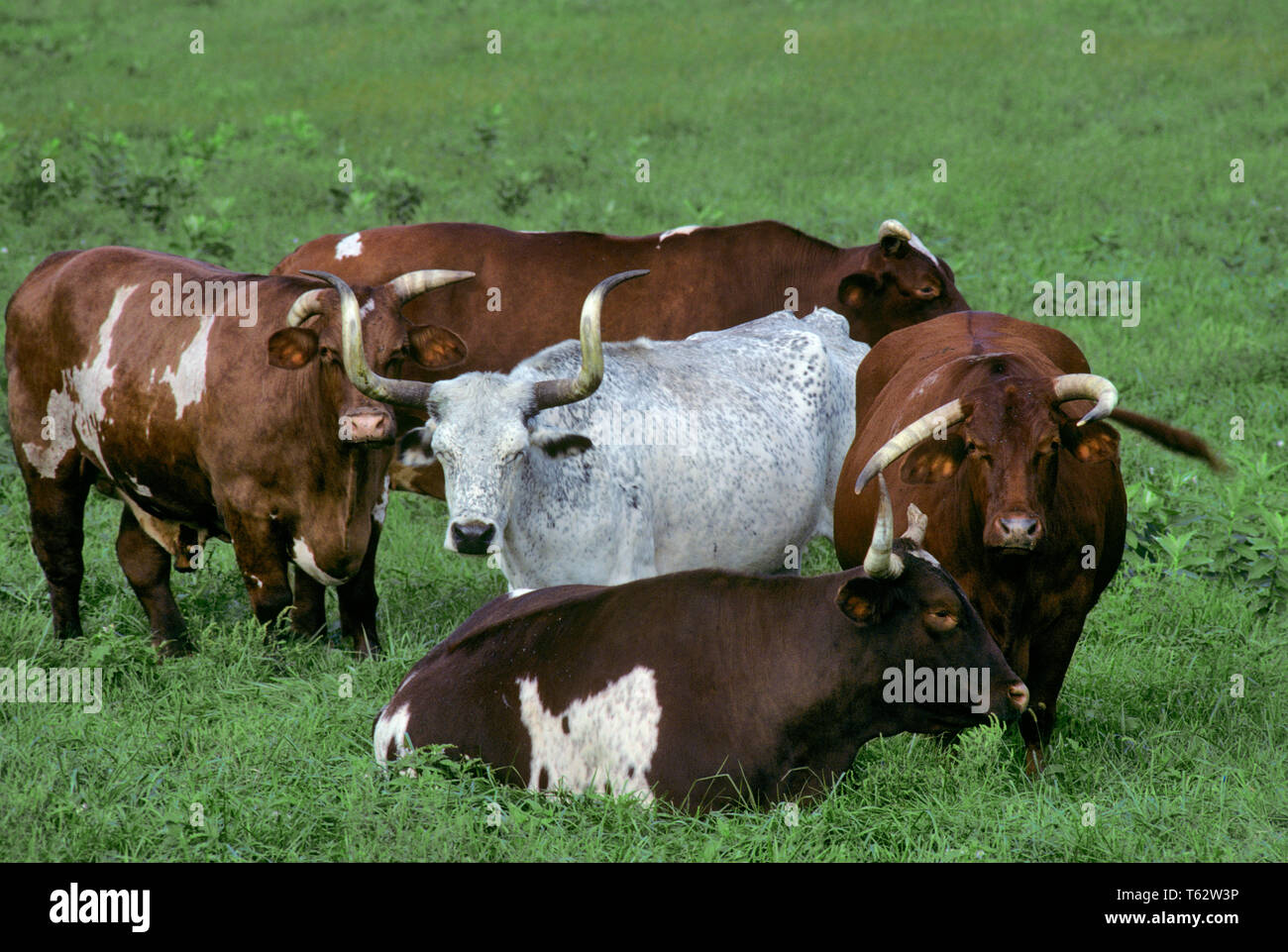 1980s FOUR SANTA GERTRUDIS KING RANCH BREED CATTLE AND ONE TEXAS ...