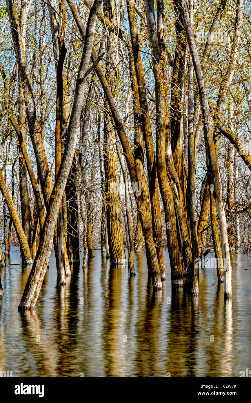 Distorted reflections of trees in a flooded forest Stock Photo - Alamy