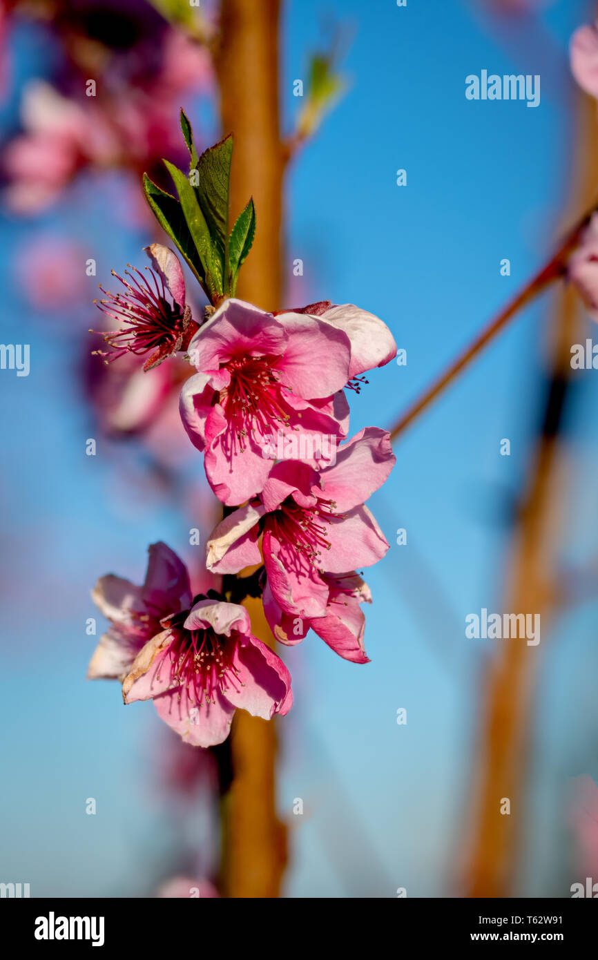 Orchard flowering hi-res stock photography and images - Alamy