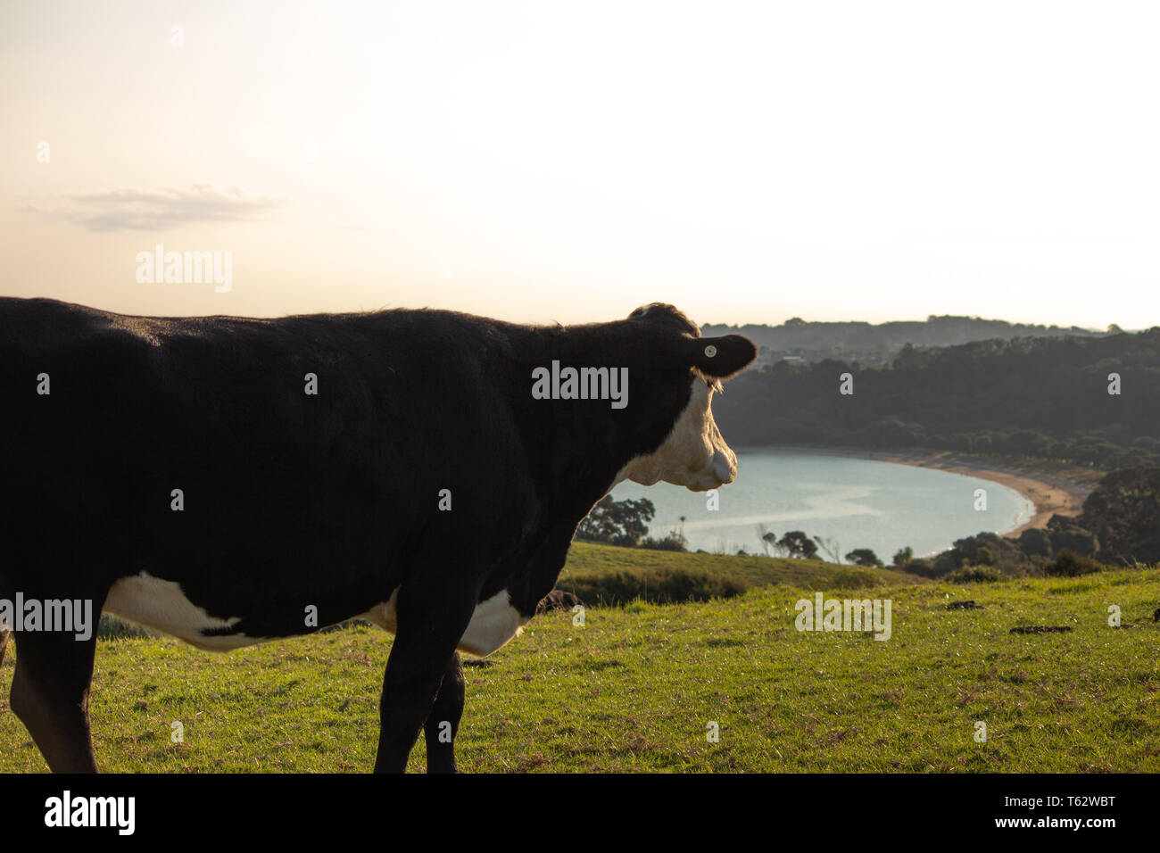 Cow Paddock High Resolution Stock Photography and Images - Alamy