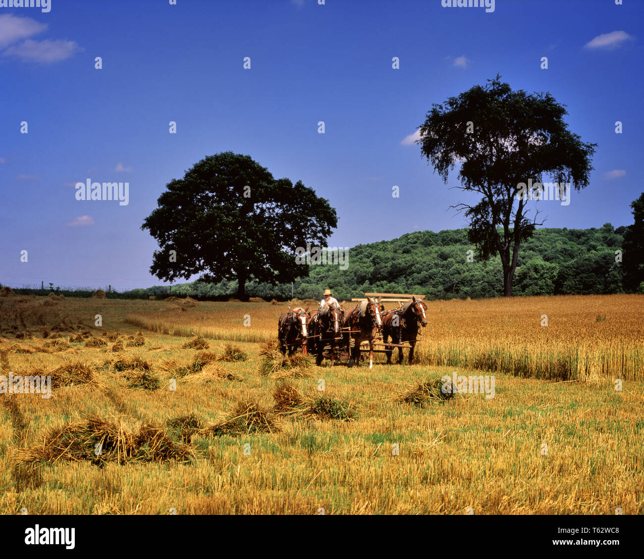 Amish farmers farm people hi-res stock photography and images - Alamy
