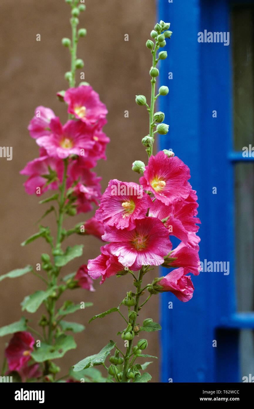 1990s PINK HOLLYHOCKS Alcea setosa FLOWERS IN FRONT OF ADOBE WALL AND ...