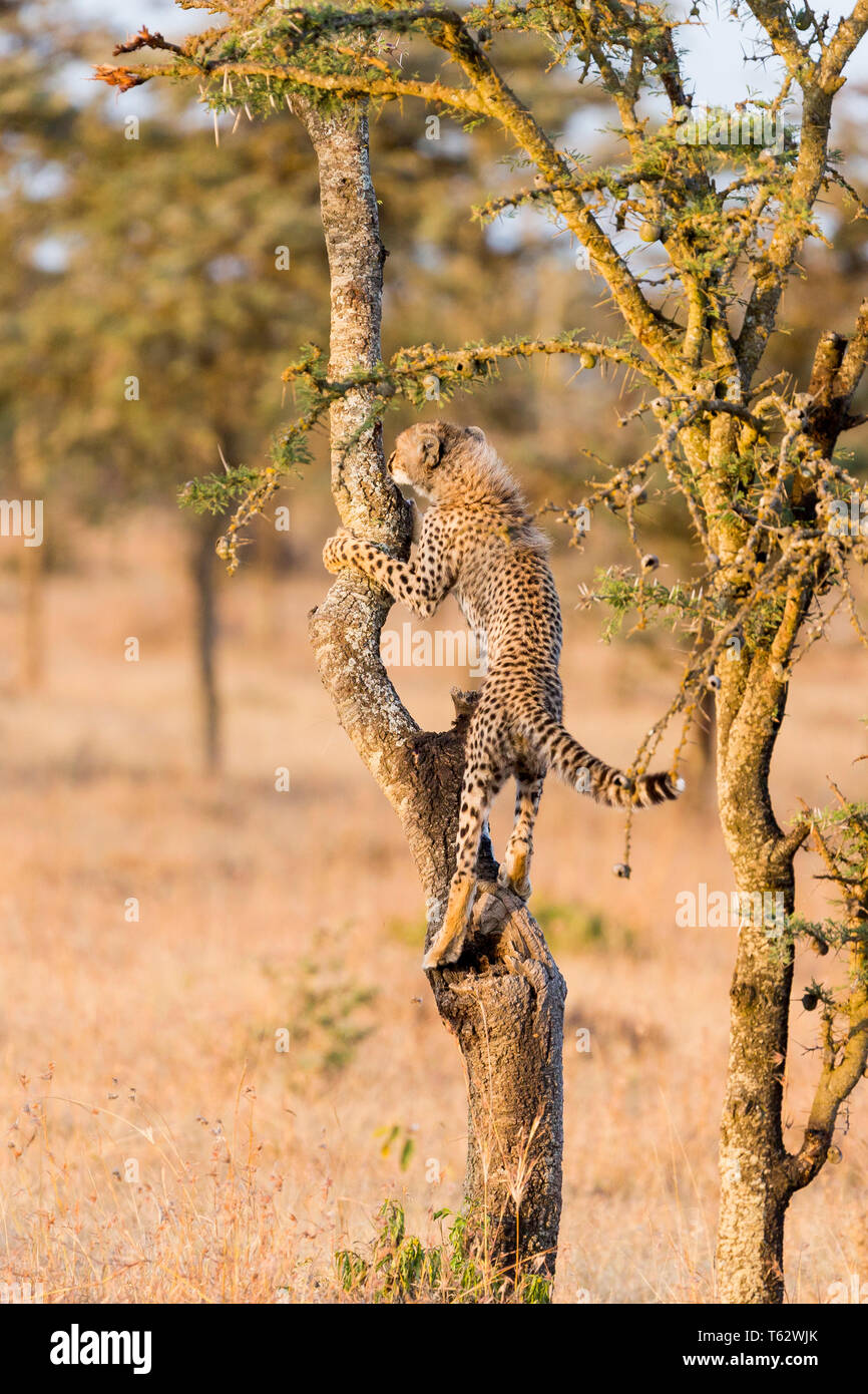 A cheetah cub playing and climbing a small Acacia tree in open scrub ...